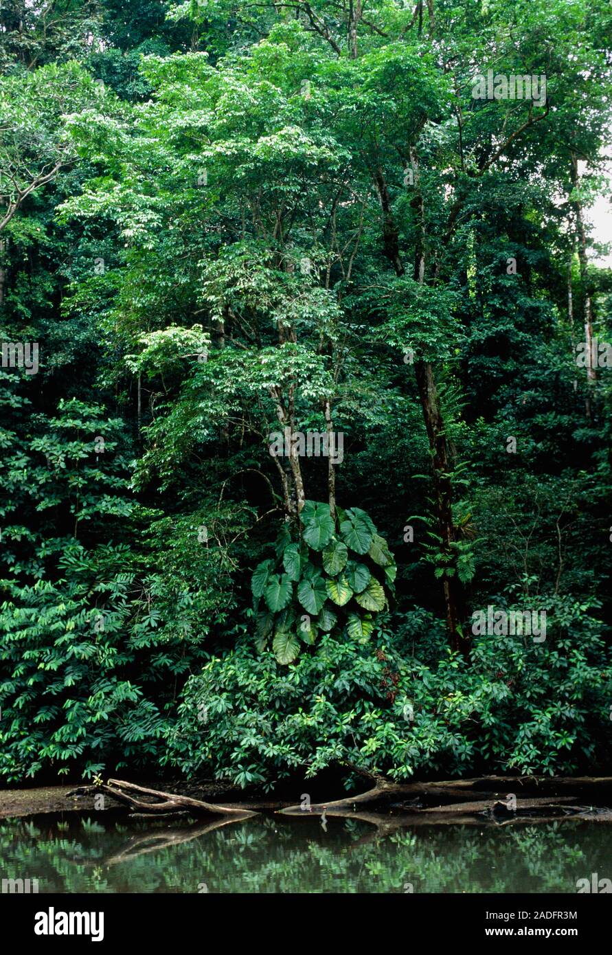 Tropical rainforest. View of a tropical rainforest. Tropical ...