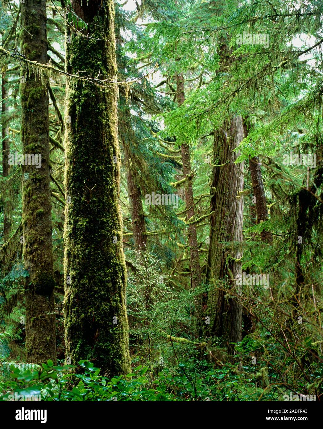 Rainforest. Moss-covered trunks of large trees rising through a ...