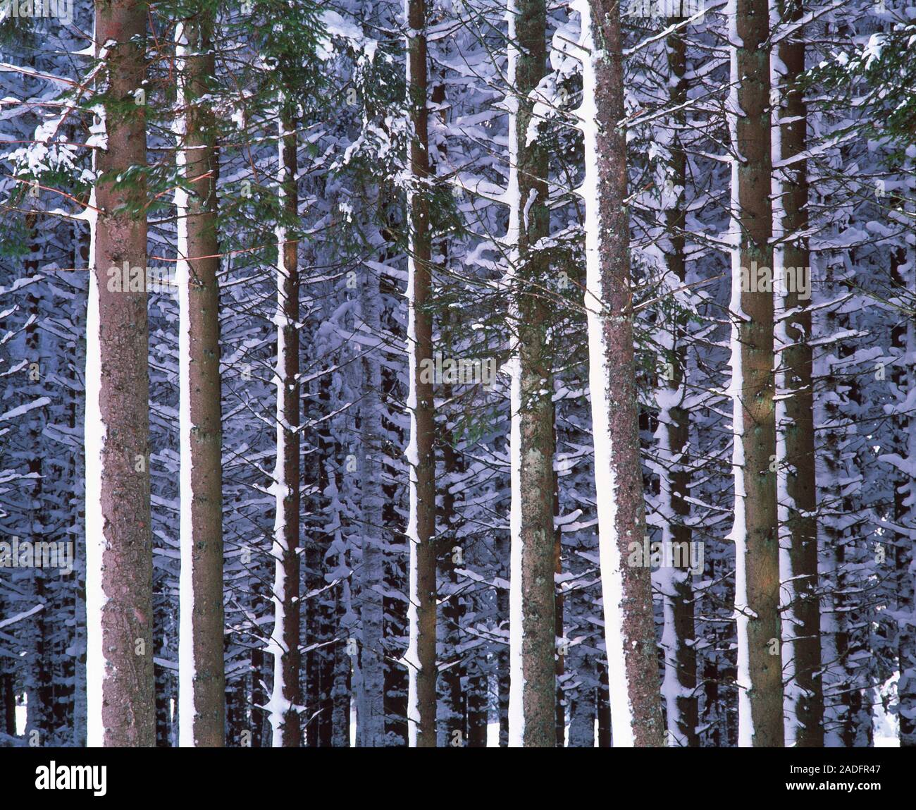 Spruce trees in winter. Snow-covered Sitka spruce trees (Picea ...