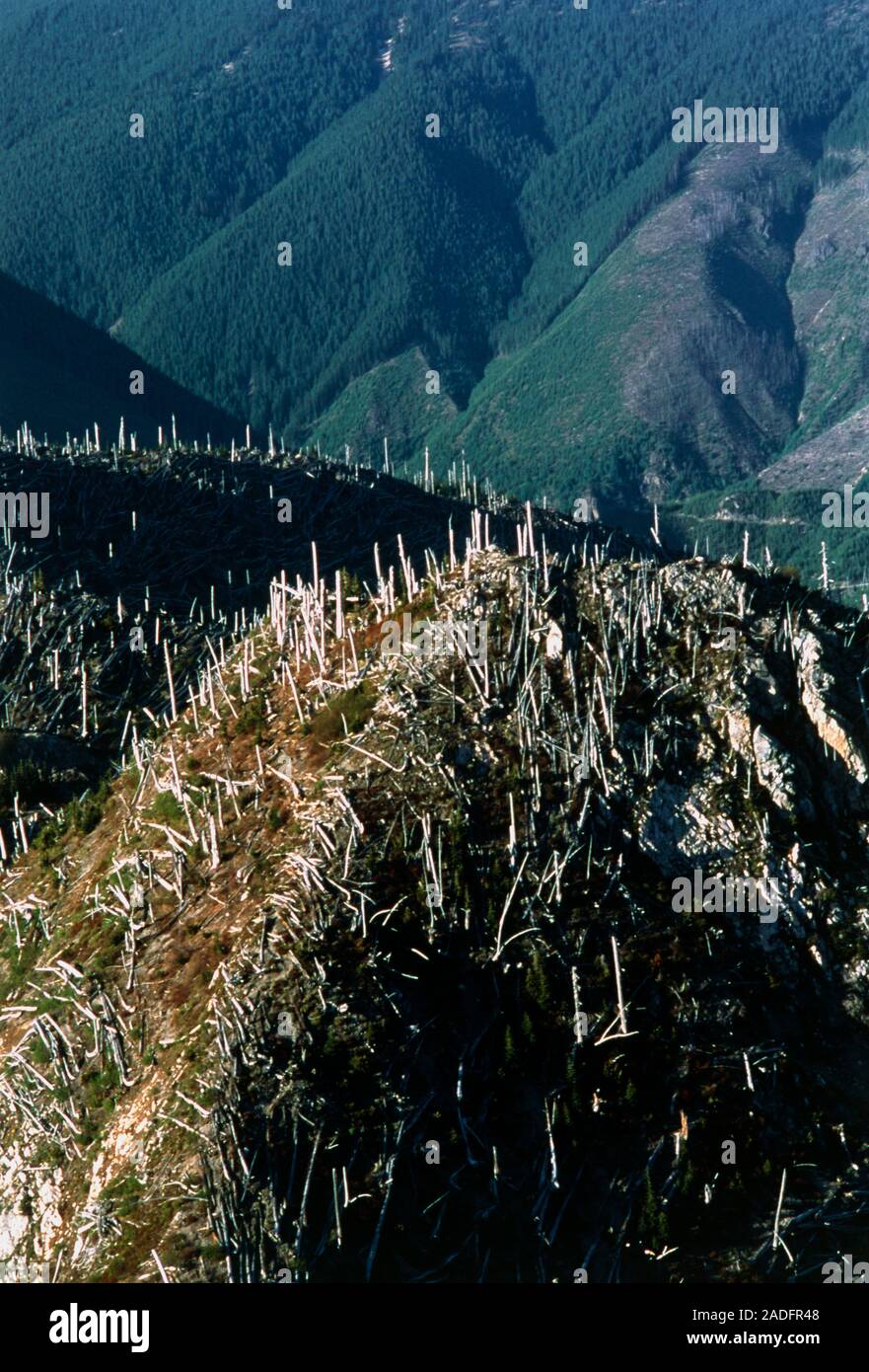 Dead trees killed by the eruption of the volcano Mount St Helens. When ...