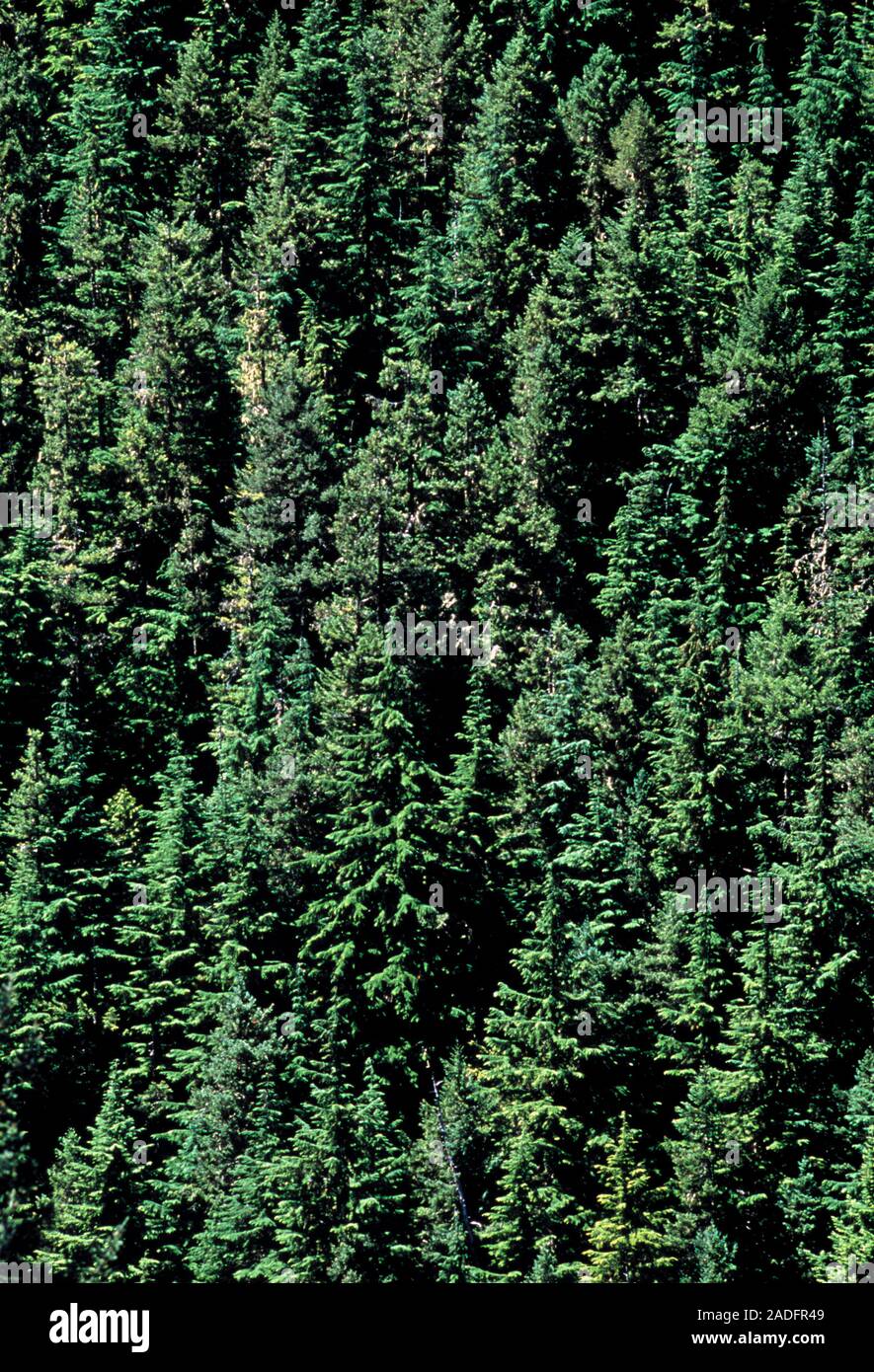 Coniferous forest. Conifers possess needle-like leaves that typically ...