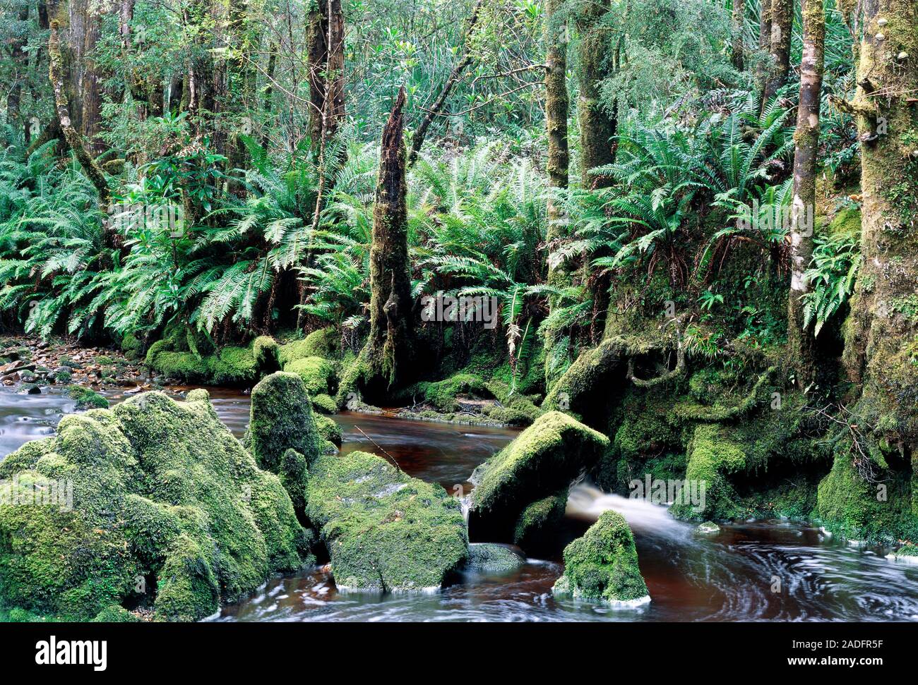 Temperate rainforest. Stream flowing beneath the understorey of a ...