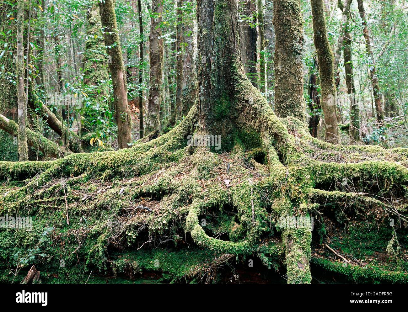 Temperate rainforest. Root system of a moss- covered temperate ...