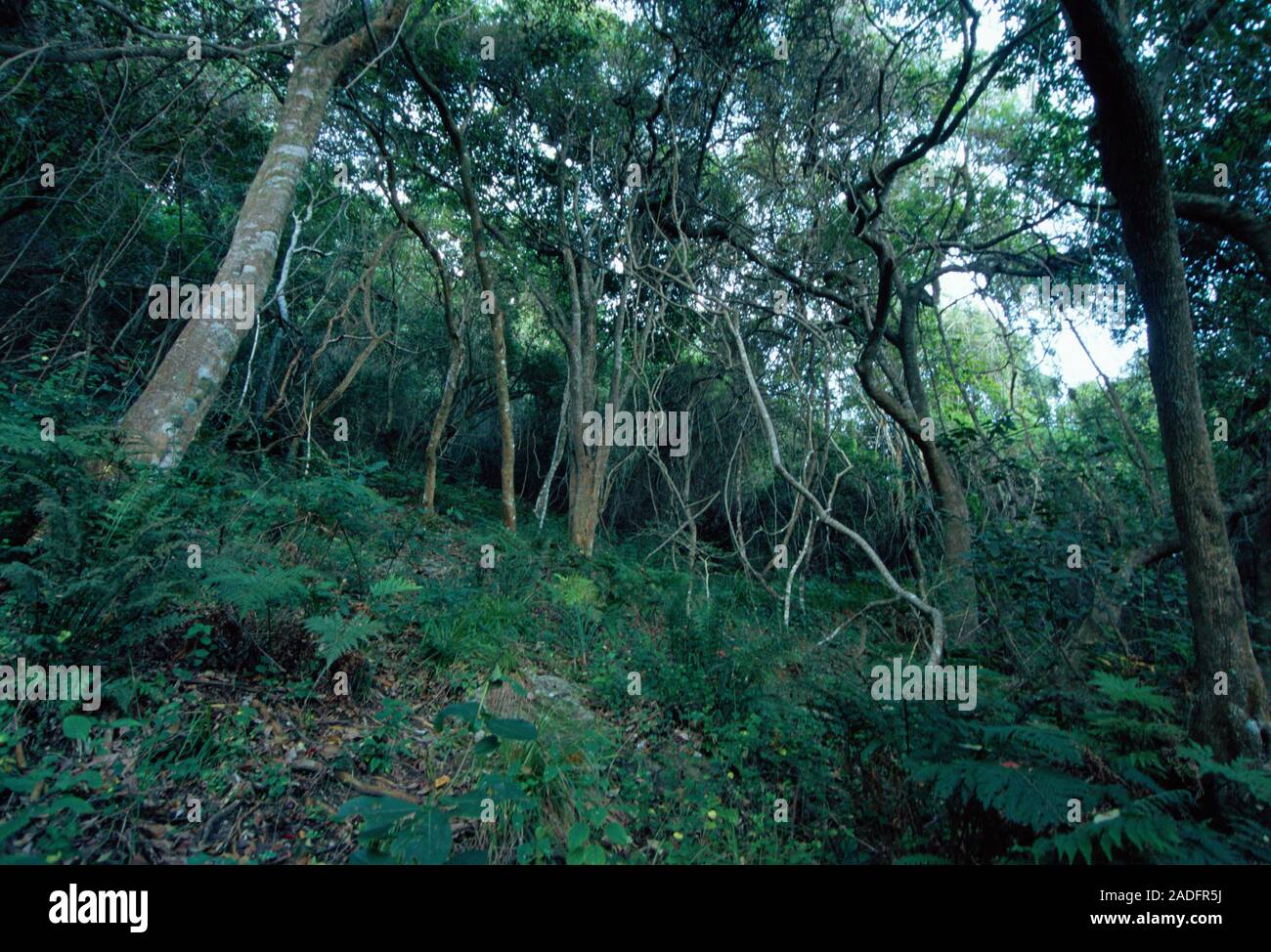 Coastal dune forest. Indigenous forest growing on coastal sand dunes ...