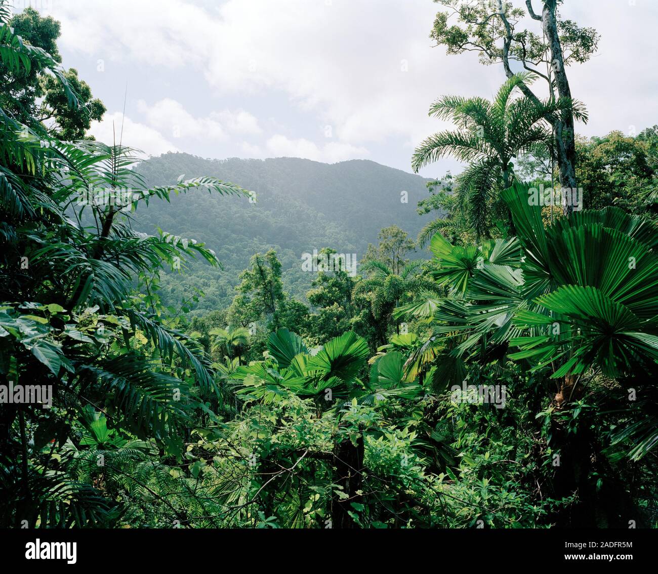 Rainforest canopy with emergent trees. Rainforests are hot, wet ...
