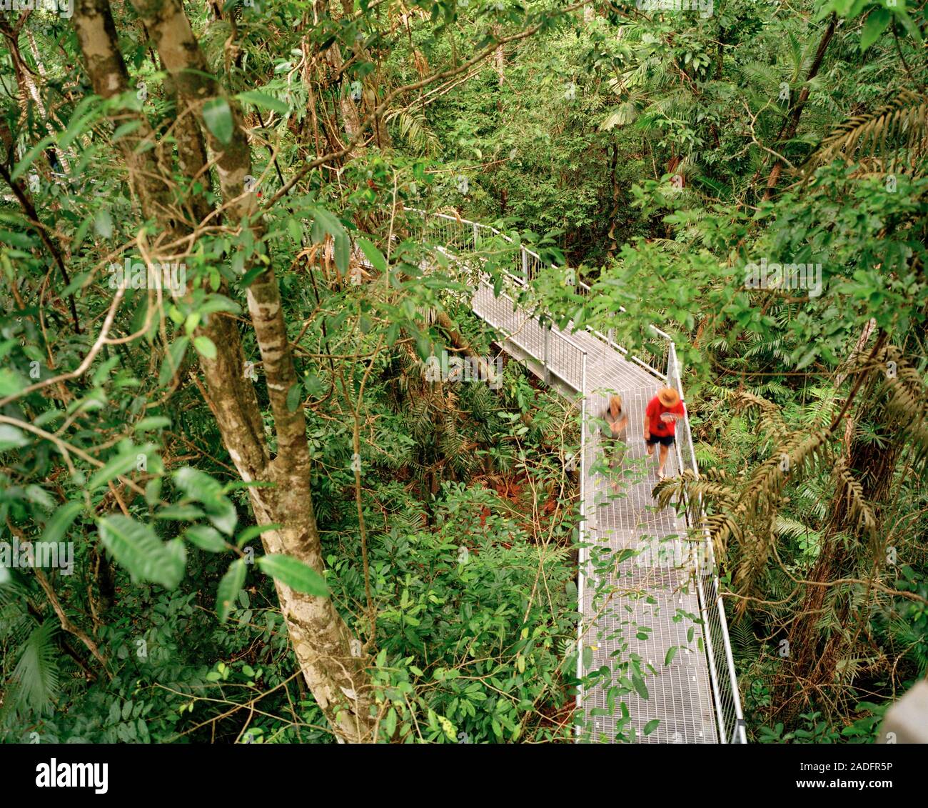 Rainforest aerial walkway. Tourists walking along a path suspended ...