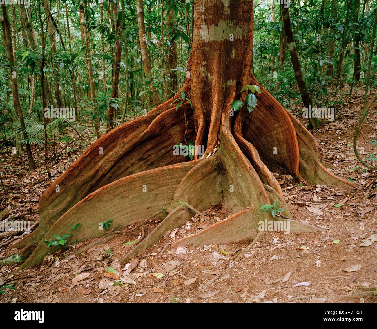 Buttress roots. Base of a large rainforest tree with prominent buttress ...