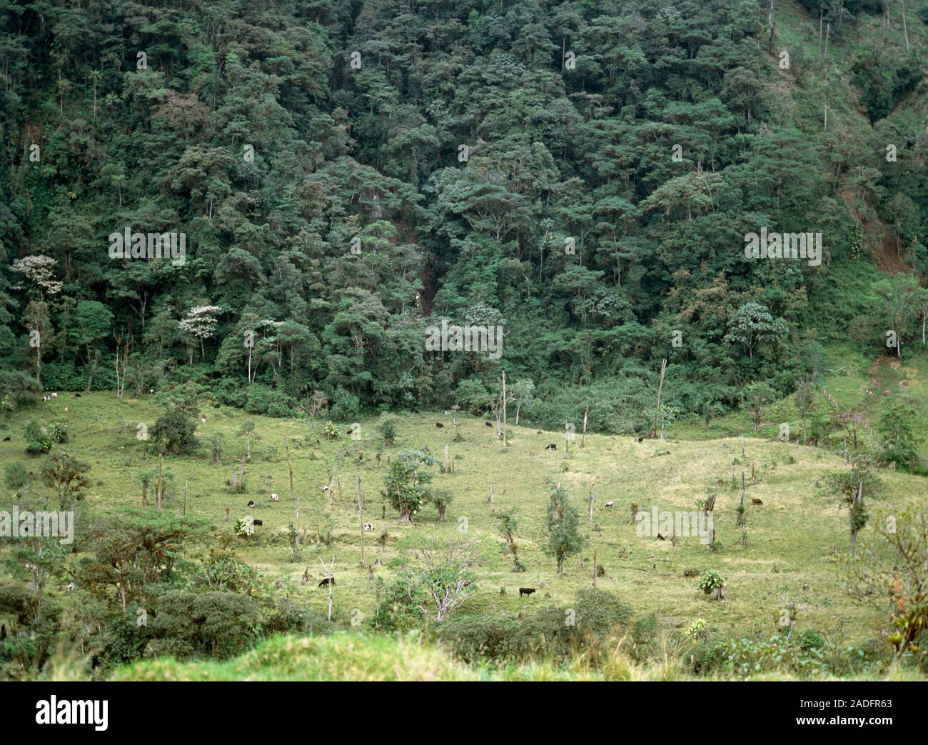 Deforestation. Cattle grazing in pasture created by deforestation. In ...
