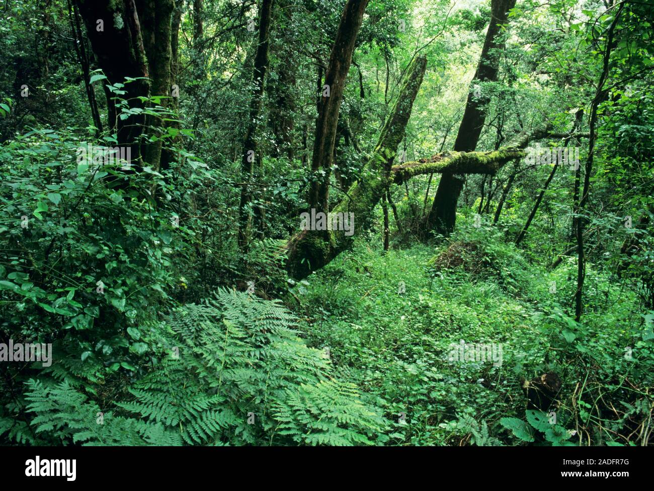 Montane forest. Photographed in the Drakensberg Mountains, South Africa ...