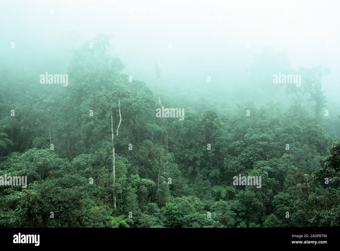 Cloud forest near Mindo, Ecuador, on the western slopes of the Andes ...