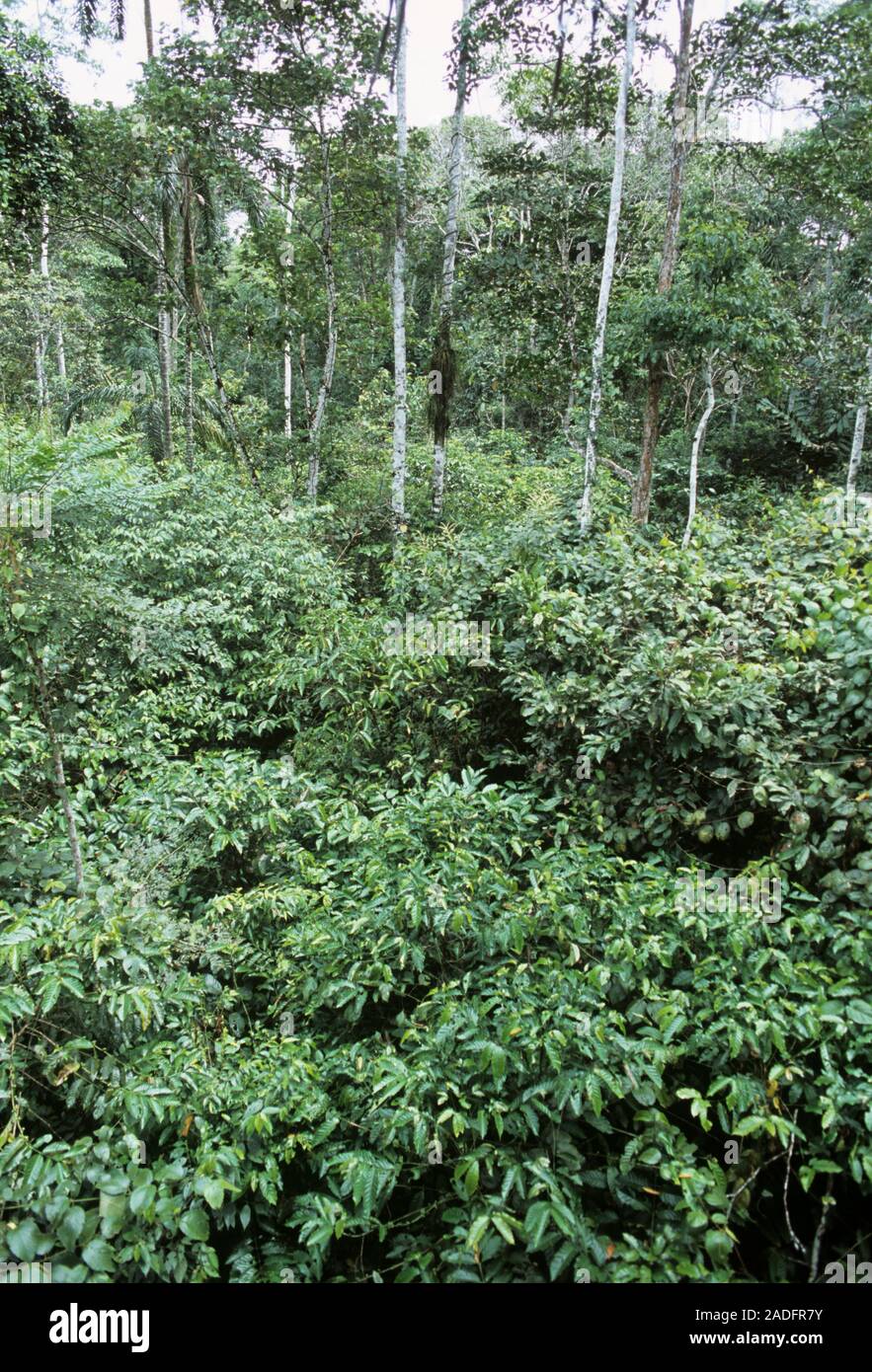 Secondary rainforest. This is dense vegetation that regrows after ...
