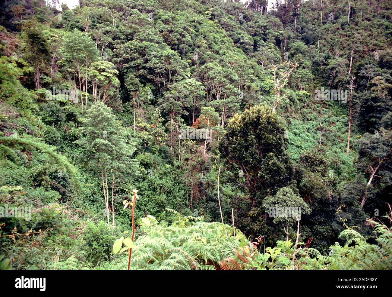 Rainforest. Mountain rainforest national park, Chirripo in Costa Rica ...