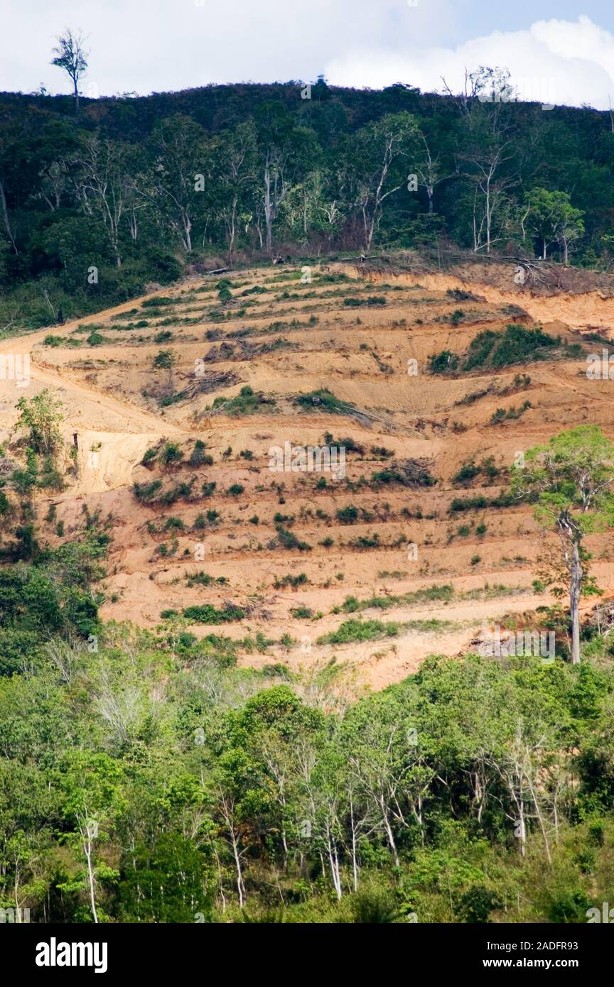 Rainforest deforestation in Sabah, Malaysia. This rainforest is being ...
