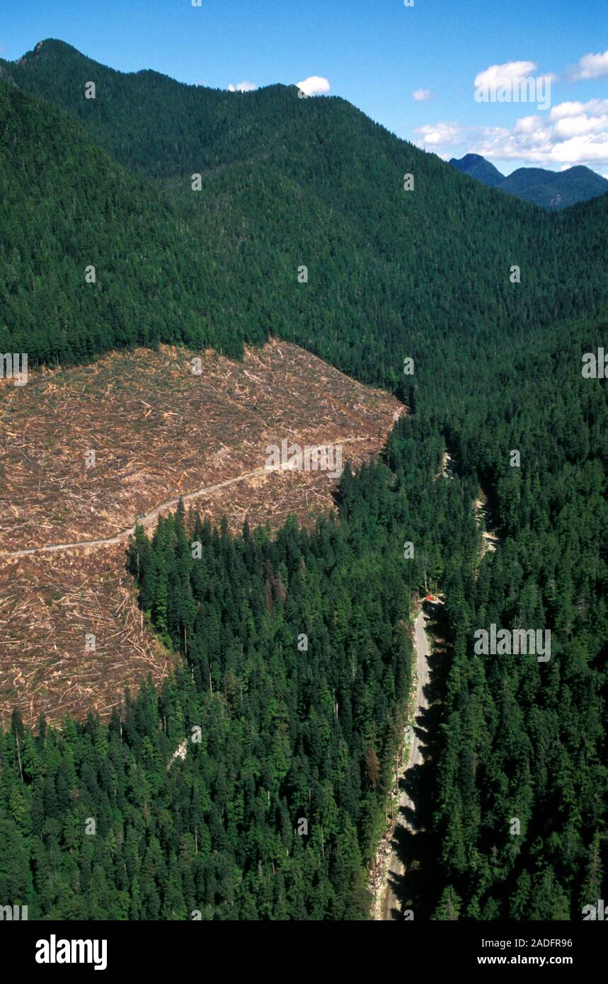 Logging. Clear-cut area of coniferous temperate rainforest ...