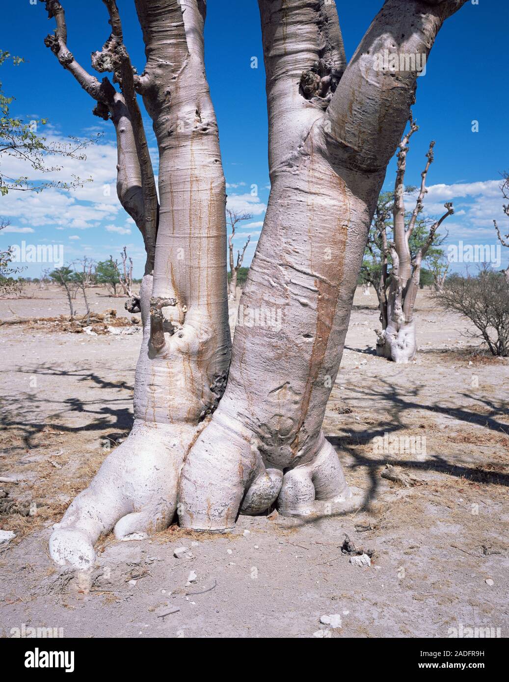 Sprokies wood moringa forest. This forest of Moringa trees (Moringa ...