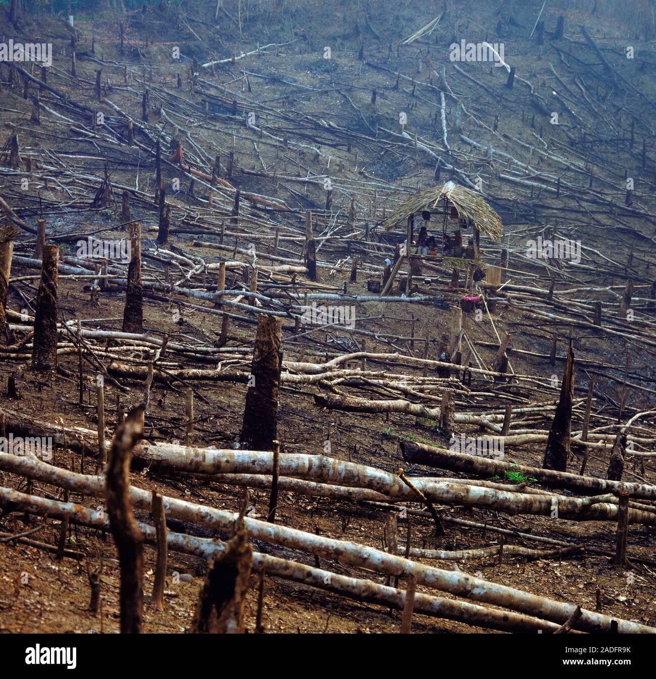 'Slash & Burn' deforestation. Slash and burn method of farming ...