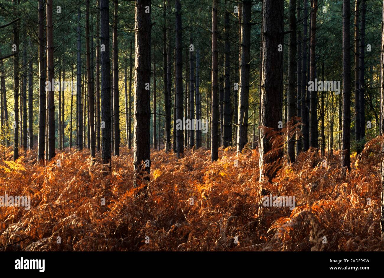 Pine trees (Pinus sp.) amongst dead common bracken (Pteridium aquilinum ...
