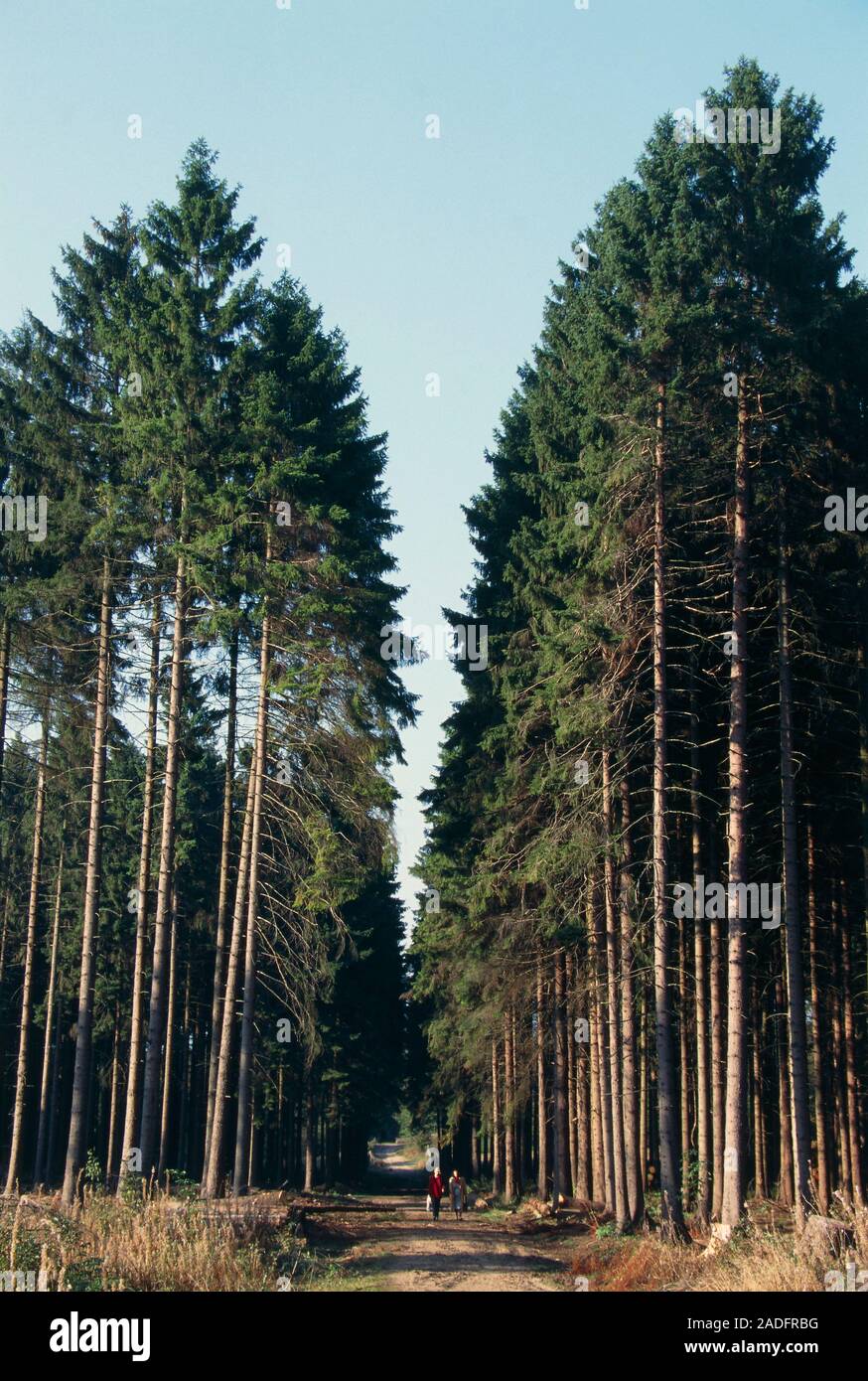 Pine forest. Commercial forestry showing a fire- break path through ...