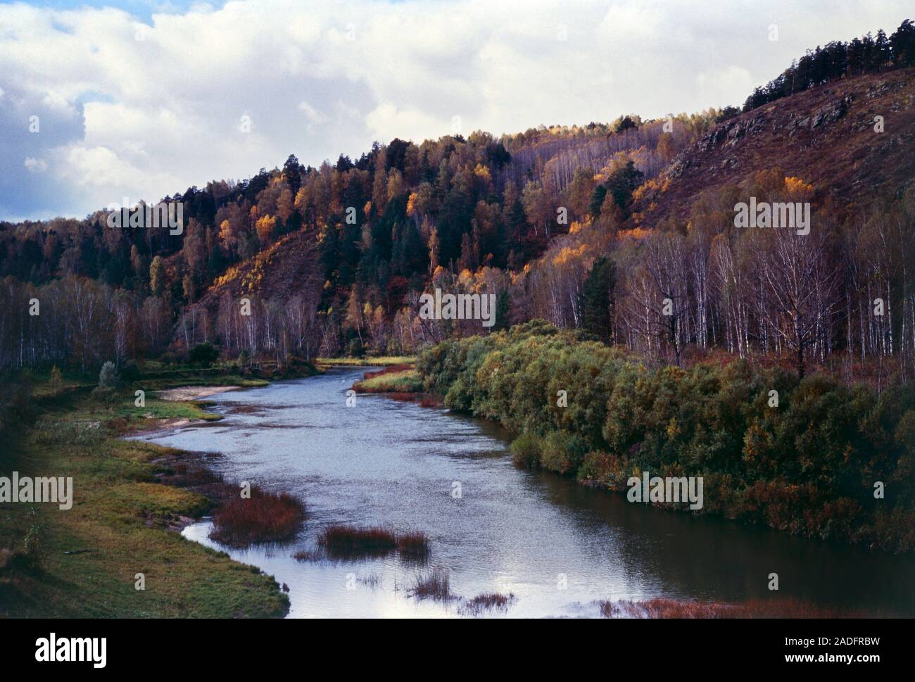 Autumn woodland. Forests of Silver Birch (Betula pendula) and Aspen ...