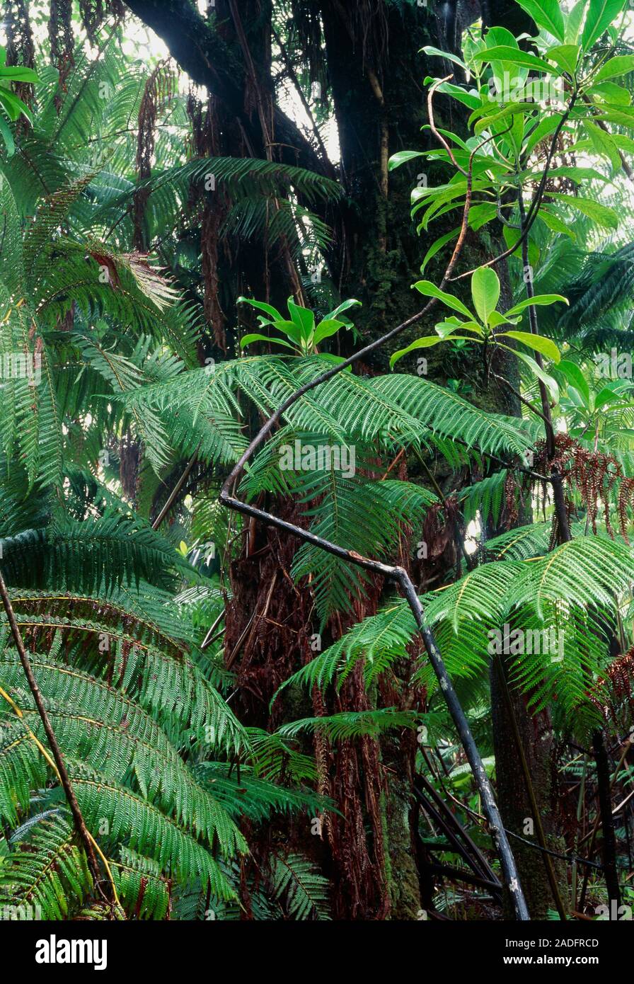 Wao Kele o Puna rainforest on the slopes of Kilauea volcano, Hawaii Volcanoes National Park ...