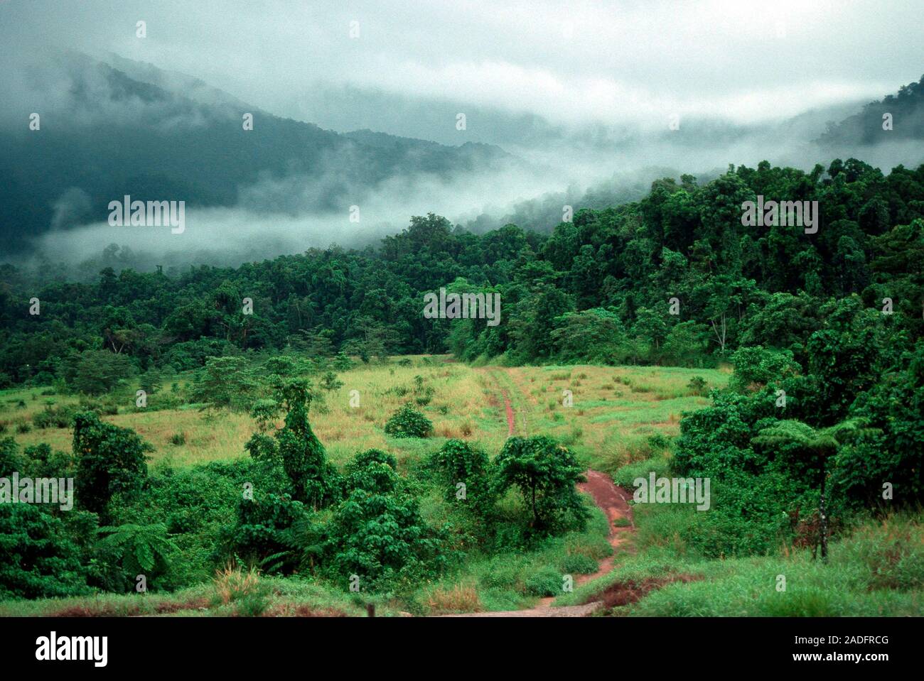 Tropical rainforest. Clouds over a tropical rainforest. Photographed in ...