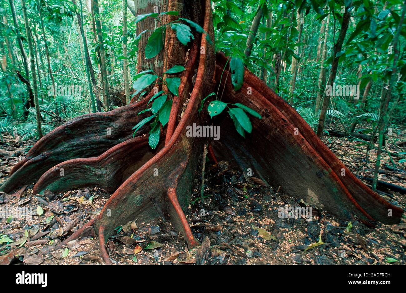 Buttress roots. Close-up of prominent buttress roots on a rainforest ...