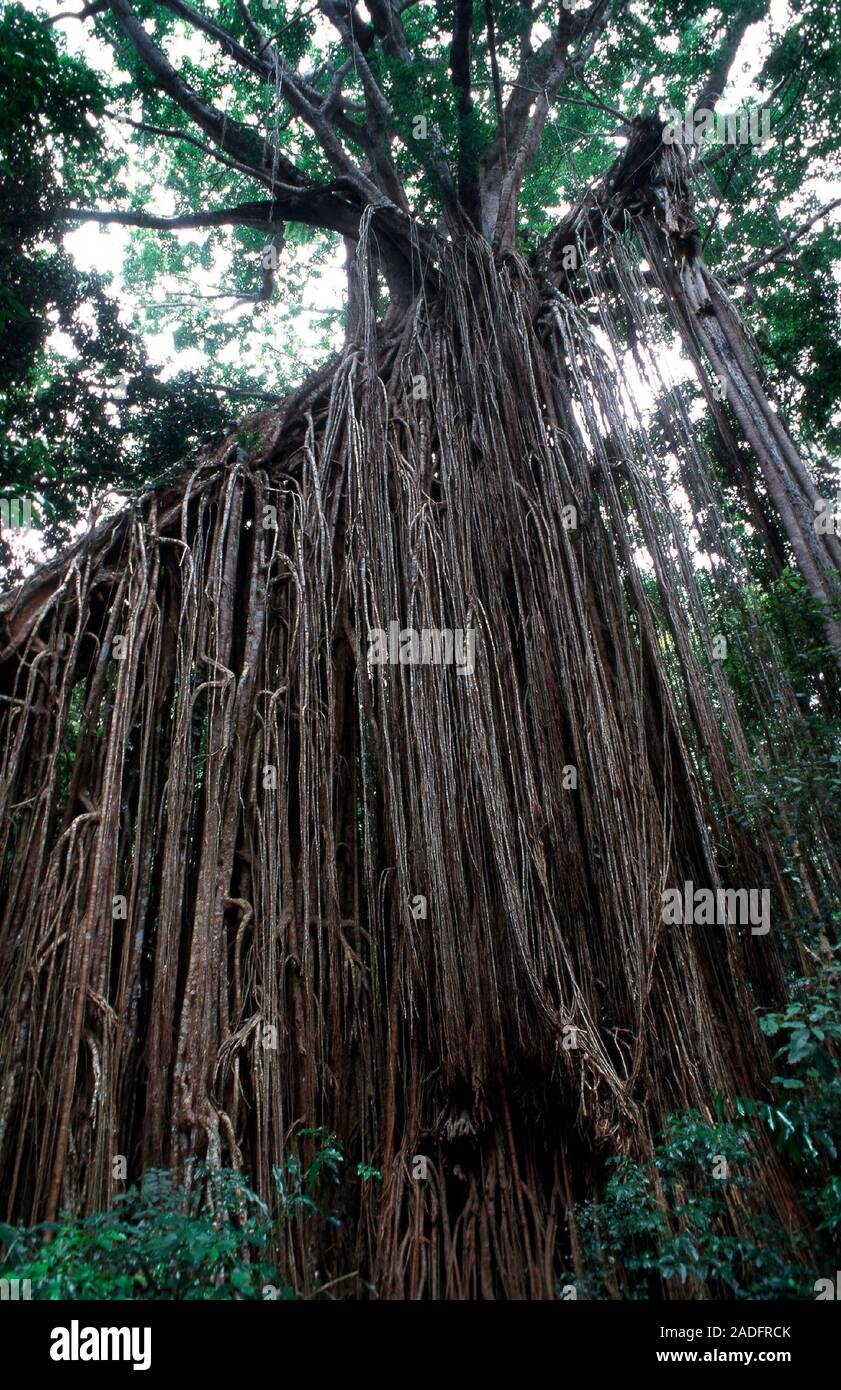 Curtain fig tree (Ficus virens). ÂThis rainforest tree has large ariel ...