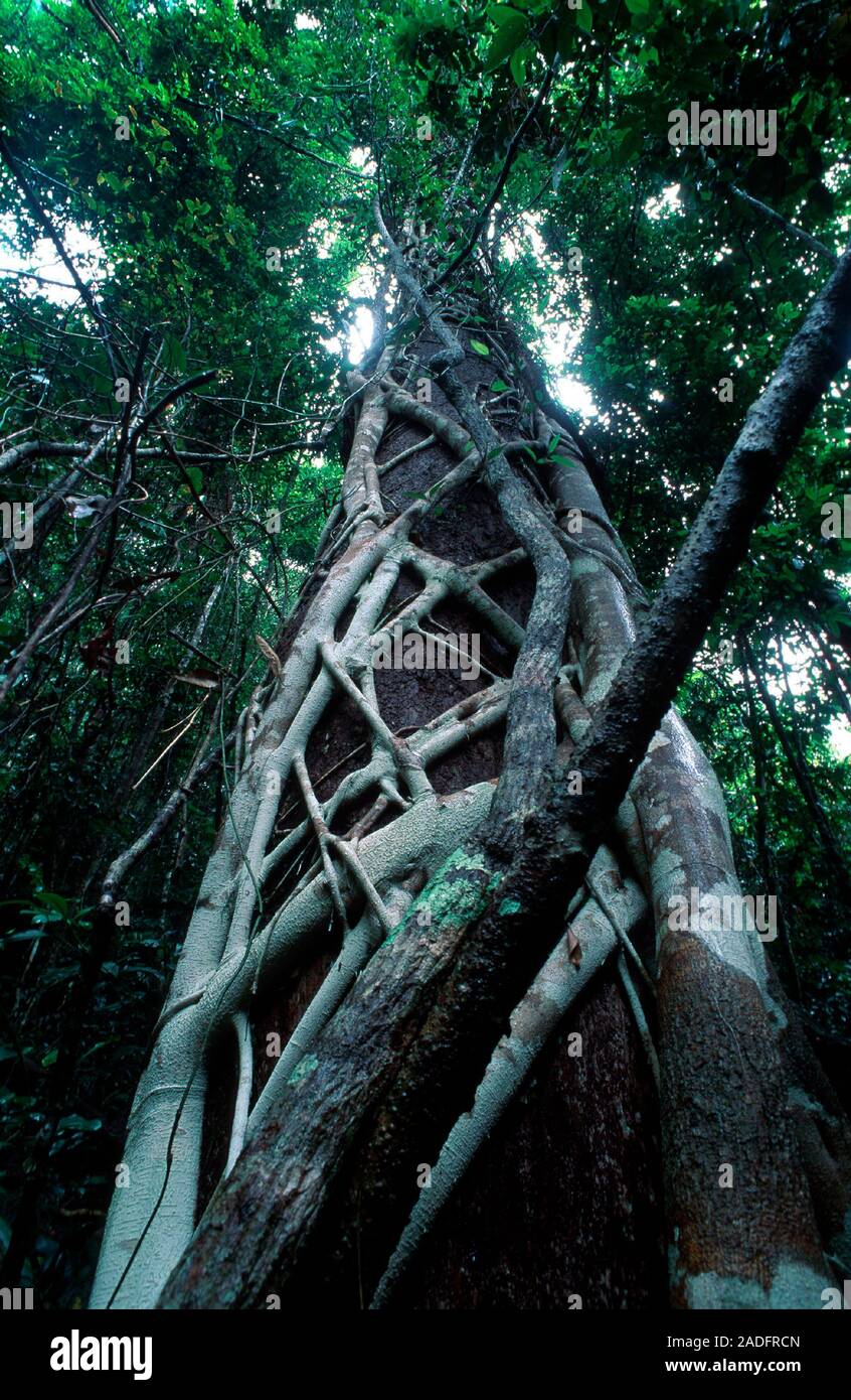 Strangler fig (Ficus sp.) growing around the trunk of another tree. The ...
