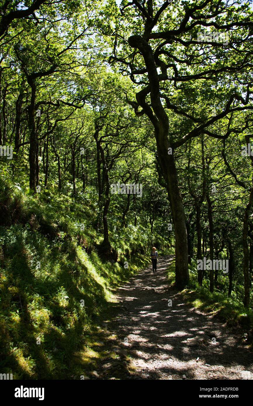 Oak woodland. Woman walking on a path through ancient sessile oak trees ...