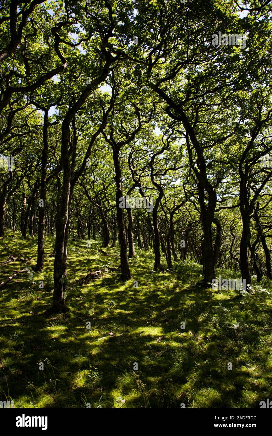 Woodland. The species of tree found here are ash (Fraxinus sp.), hazel ...