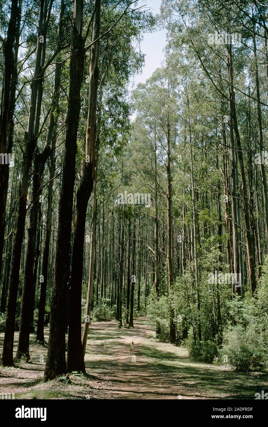 Mountain ash trees (Eucalyptus regnans) in woodland. Mountain ash is ...