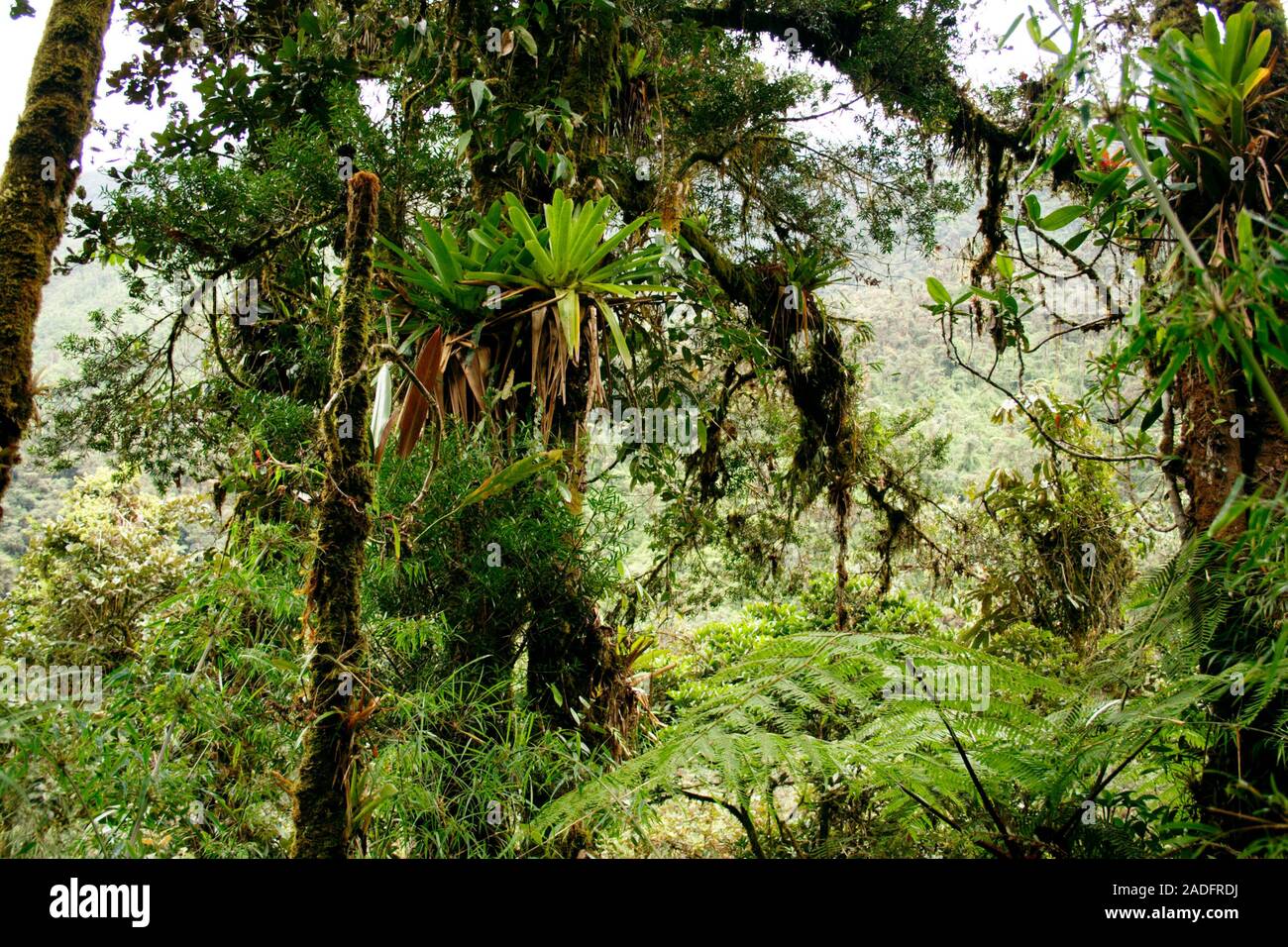 Tropical cloud forest. Cloud forests grow at high altitudes where ...