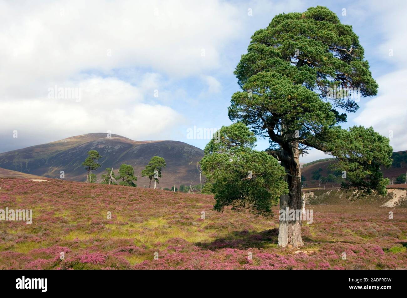 Cleared scots pine forest (Pinus sylvestris). Remnants of Caledonian forest, an ancient woodland ...