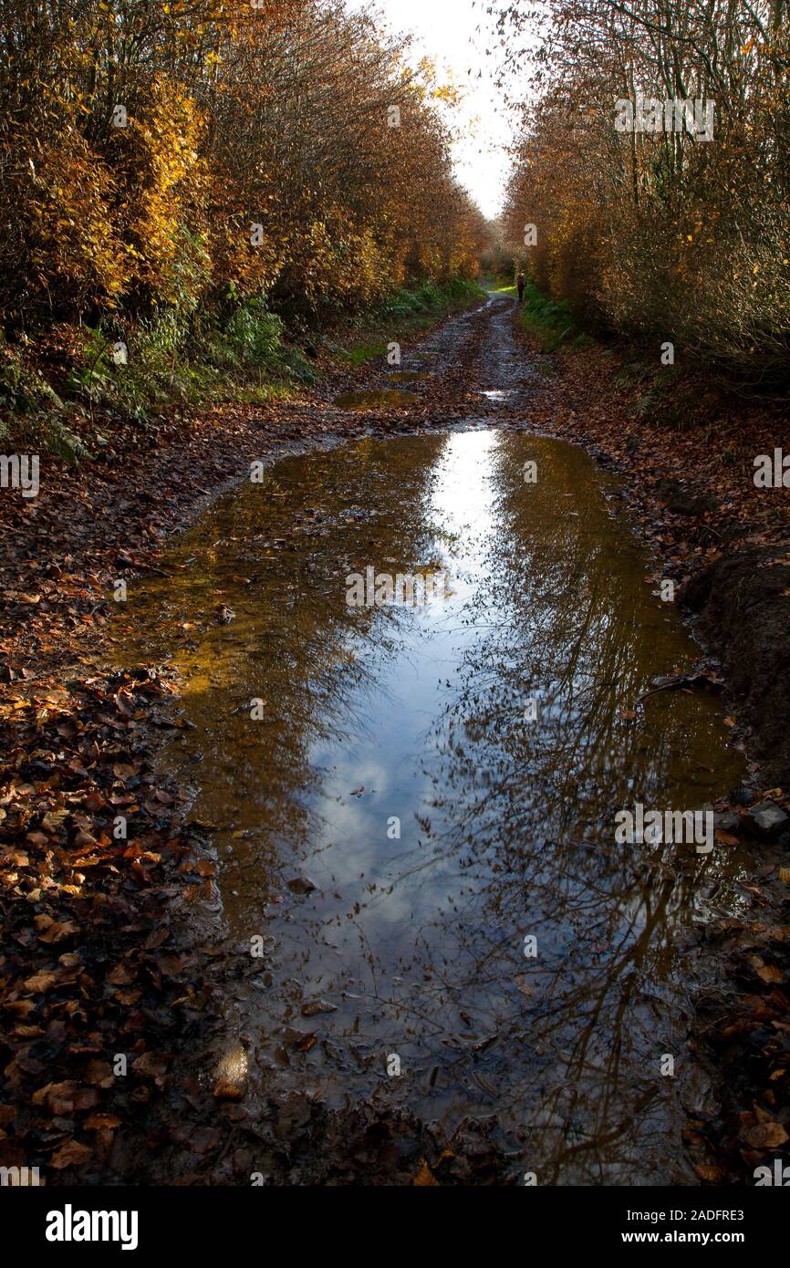 Puddle on a path bordered by tall beech hedges (Fagus sylvatica ...