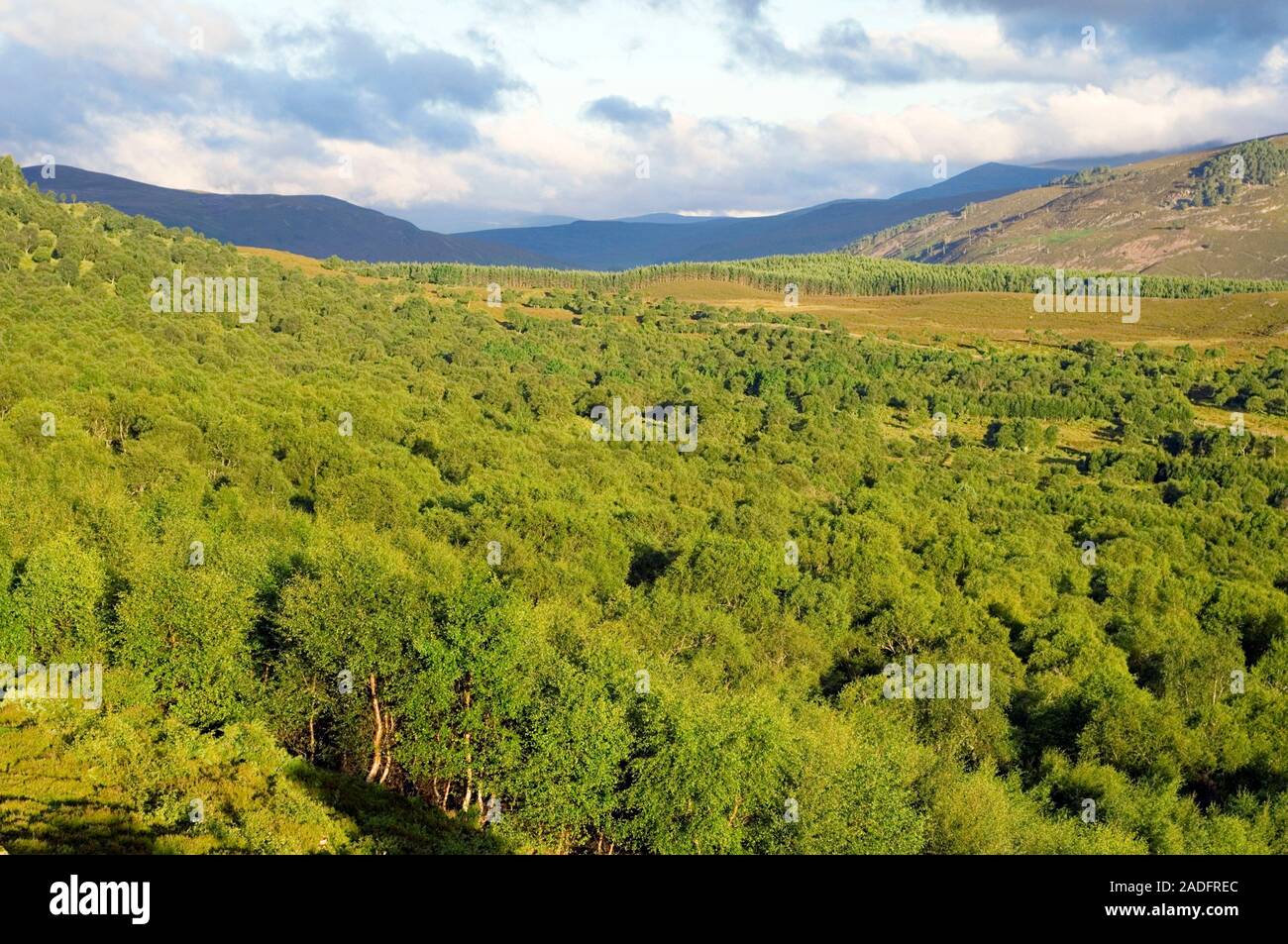 Ancient birch woodland. Downy birch trees (Betula pubescens) at Morrone ...