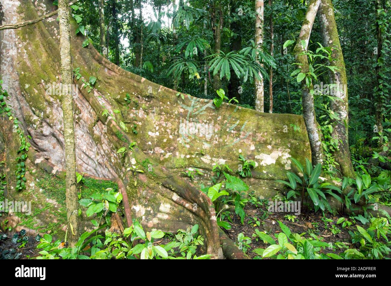 Buttress roots on a tree. Buttress roots help support large trees in ...