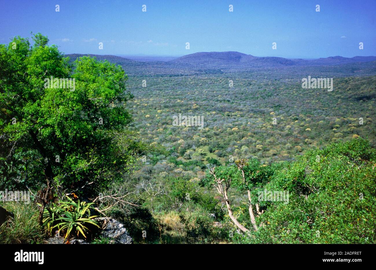 Parkland savannah in the Lubombo Mountains of Swaziland, showing ...