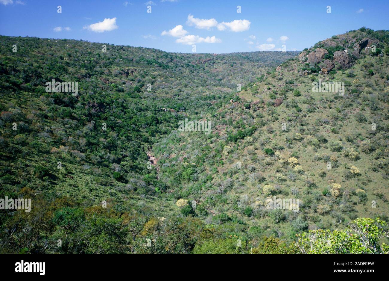 Parkland savannah in the Lubombo Mountains of Swaziland, showing ...