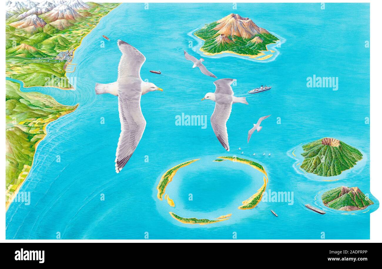 Types of islands. Artwork of seagulls flying over different types of ...