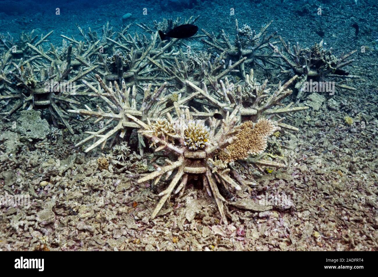 Artificial reef. Ceramic structures placed on a reef to encourage coral ...