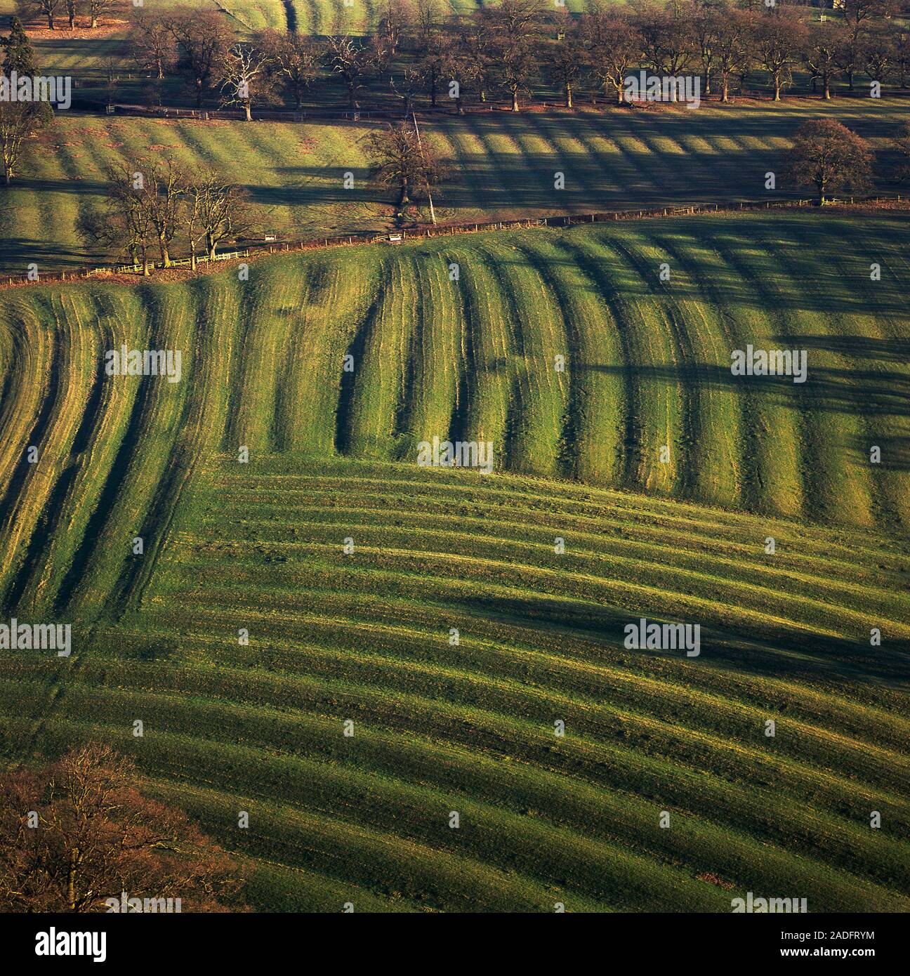 Agricultural fields. Crops growing in rows in agricultural fields ...
