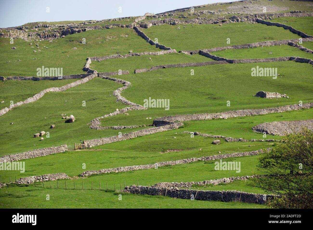 Agricultural landscape, Yorkshire Dales, England. This landscape, at ...