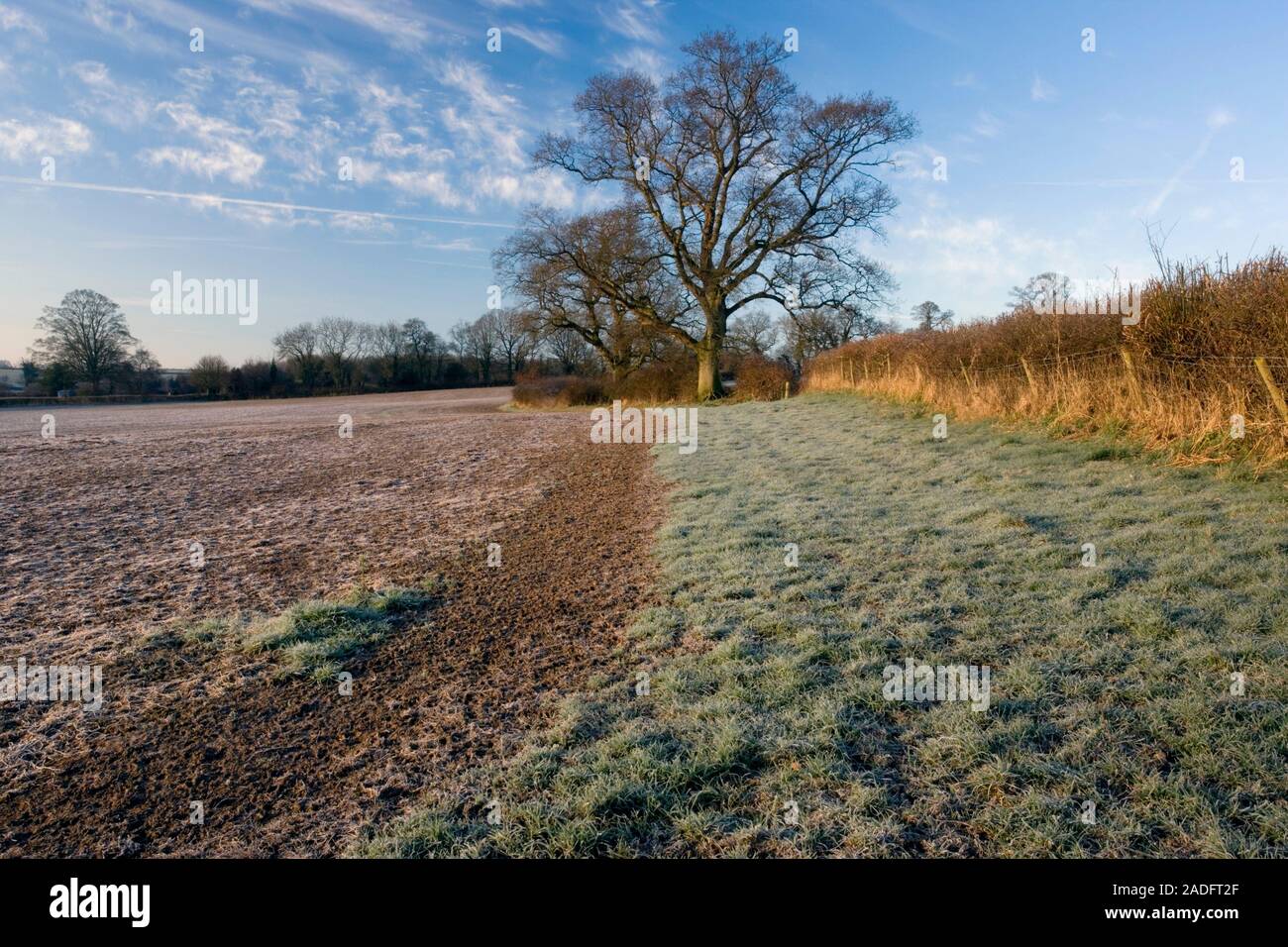 Field and trees at dawn. Photographed near Silton, Dorset, UK, in ...