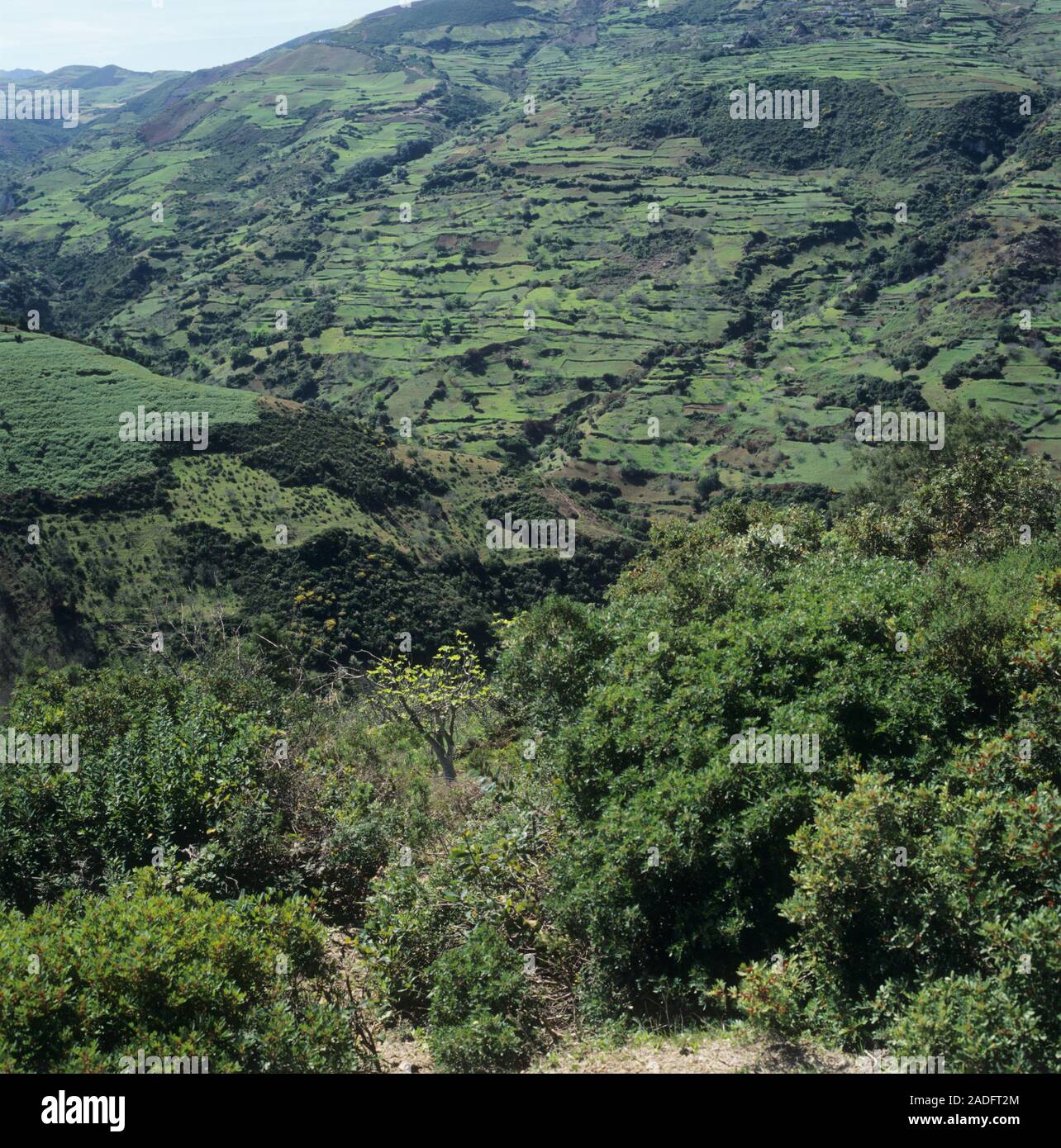 Terraced slopes. Terracing is an ancient land-use technique which ...
