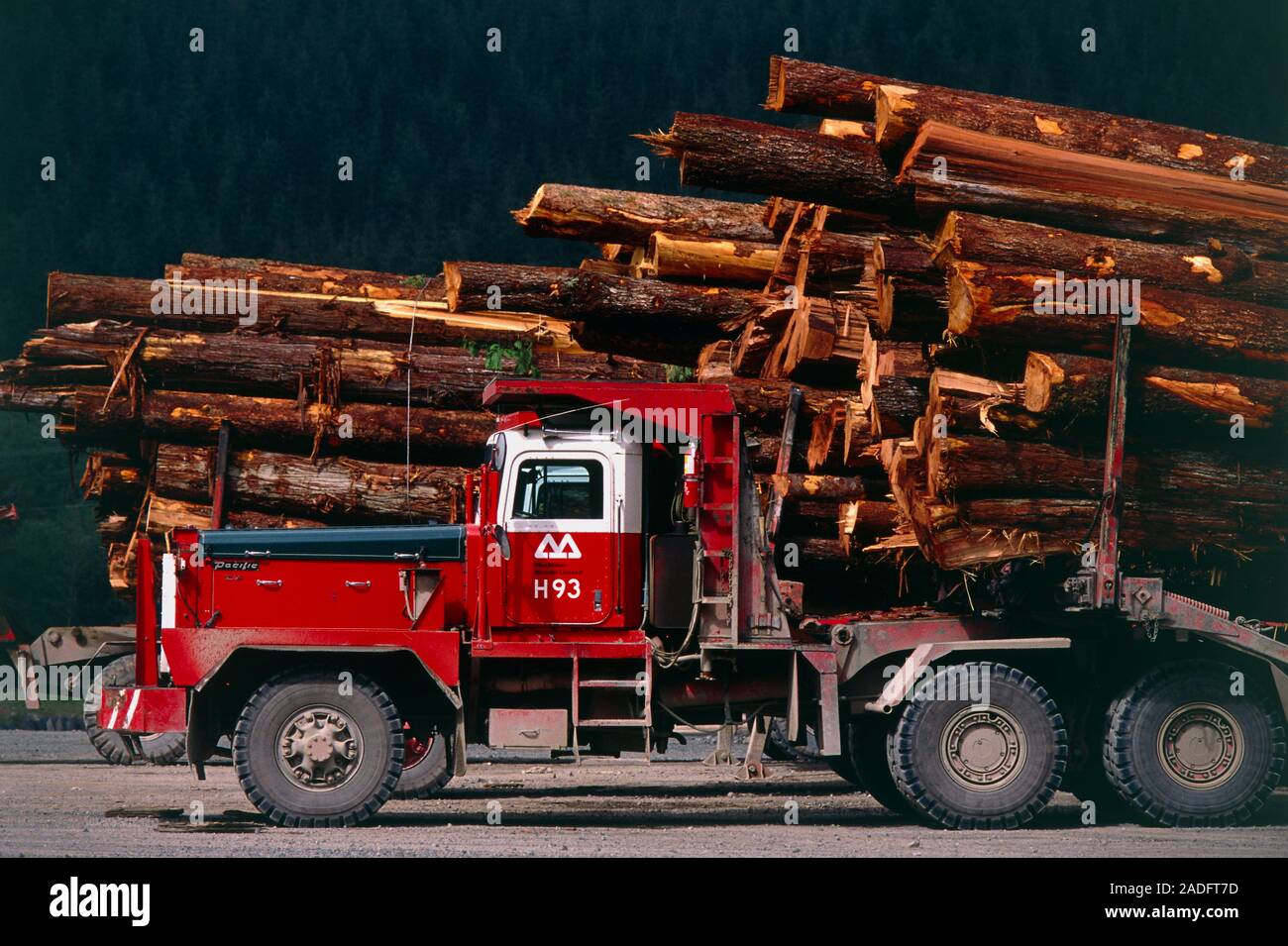 Commercial forestry. A logging truck ready to haul out its load of ...