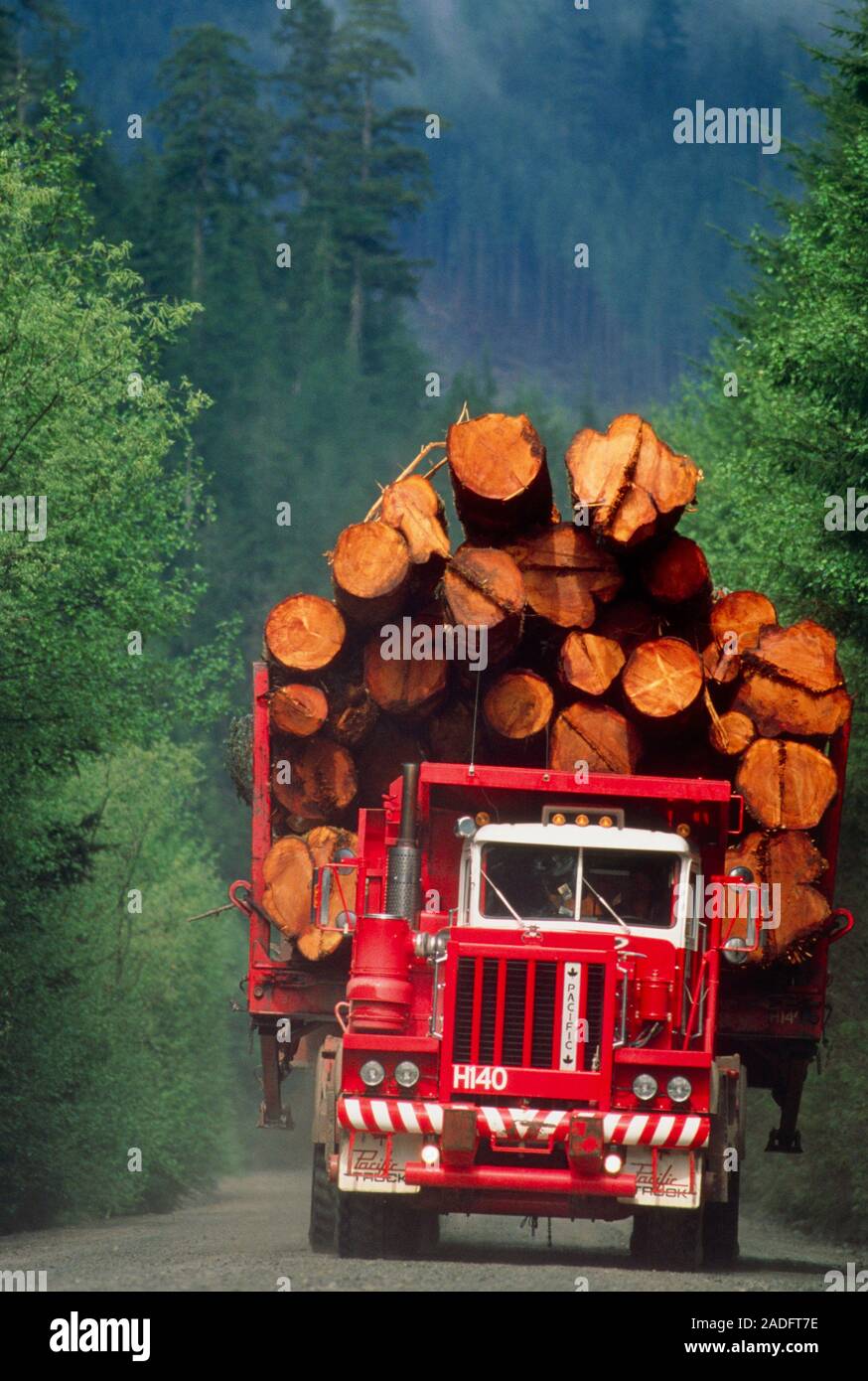 Commercial forestry. A logging truck hauling out its load of recently ...