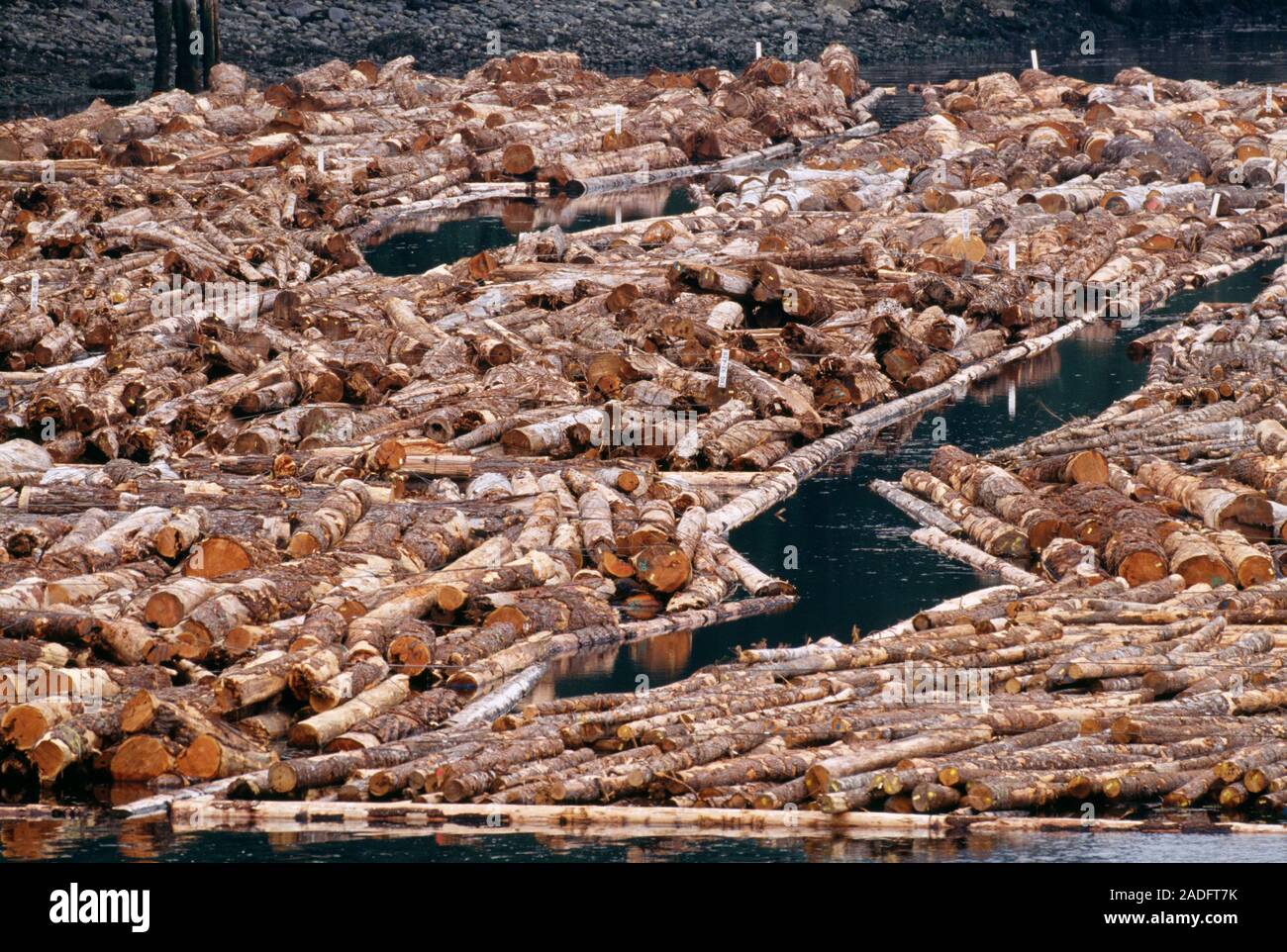 Commercial forestry. View across large log booms, holding areas in a ...