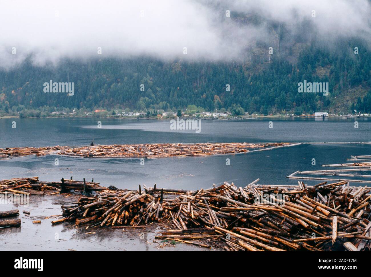 Commercial forestry. View across large log booms and a sorting area in ...