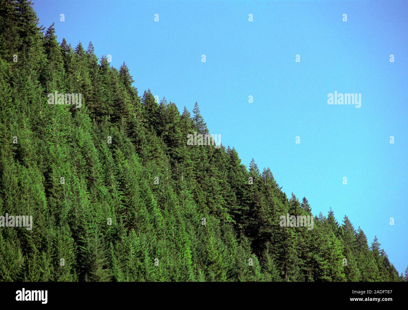 Douglas fir forest. Mature trees in a Douglas fir (Pseudotsuga ...