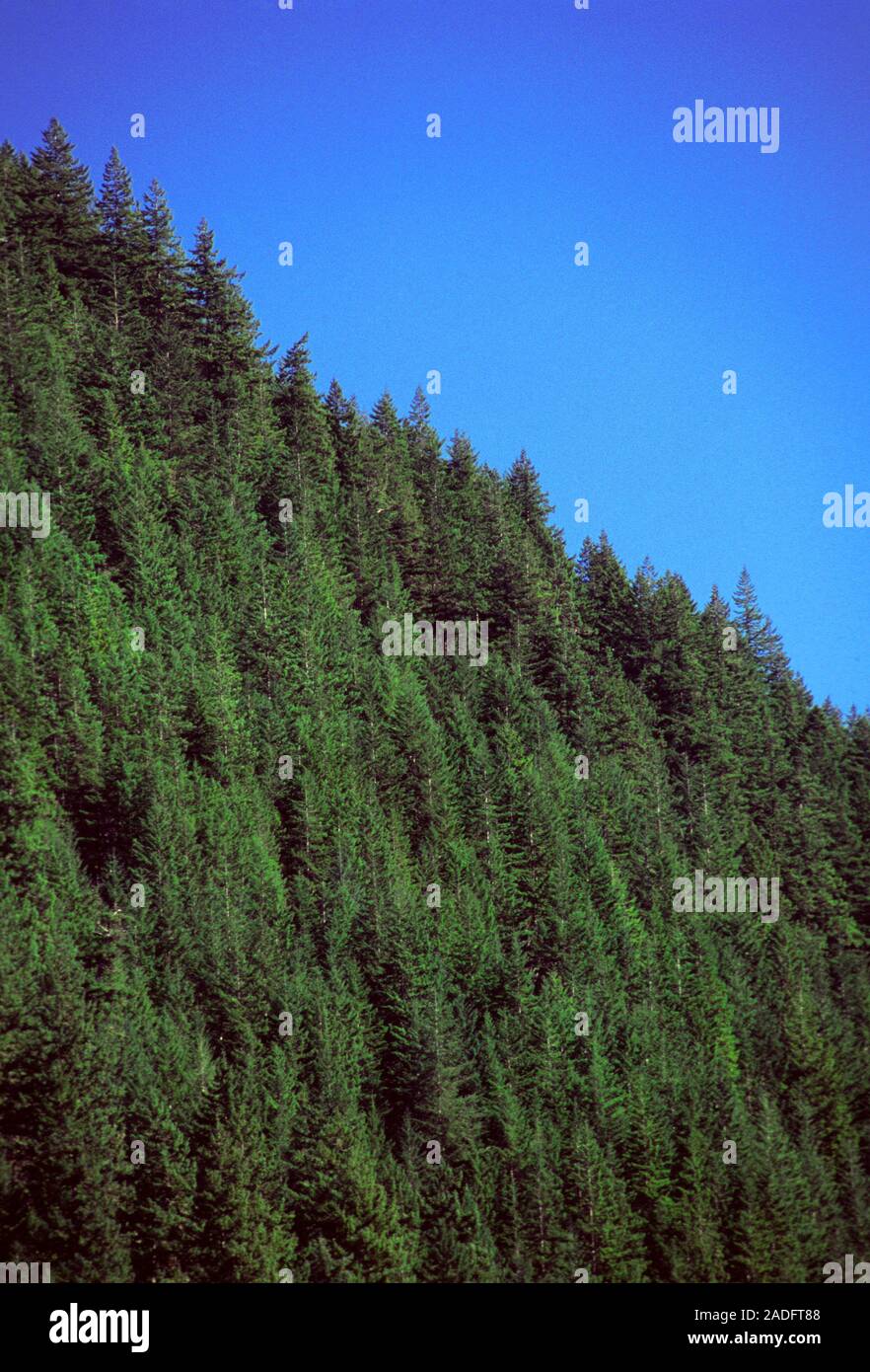 Douglas fir forest. Mature trees in a Douglas fir (Pseudotsuga ...